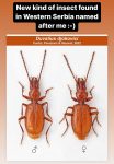 Novak Djokovic has new insect species named after him and shared ...